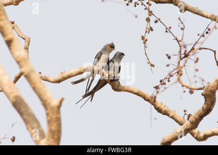 Crested Treeswift (Hemiprocne coronata) couple on a branch, Ella, Sri ...