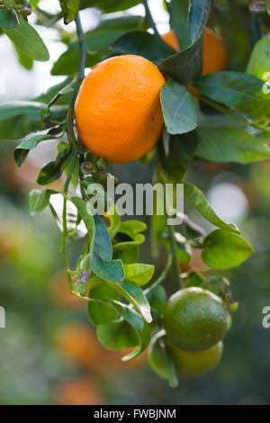 Green sweet tangerines growing in Vietnam isolated on white background ...