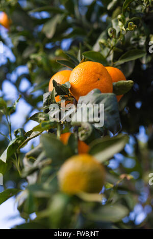 tangerines growing on a tree in the garden Stock Photo - Alamy