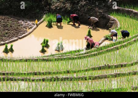 Framers transplanting rice seedlings in irrigated terrace rice fields ...