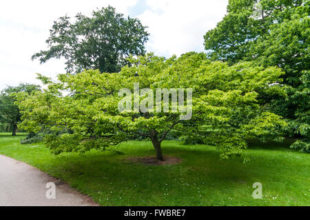 Chinese hackberry Nettle tree ( Celtis sinensis ) Green leaves and ...