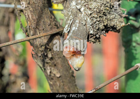 "Bleeding" or "crying" grapevine Stock Photo - Alamy