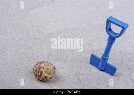 Marine shell and blue scoop on a grey sand background Stock Photo - Alamy