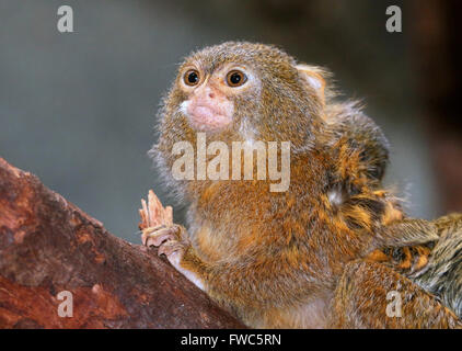a Pygmy Marmoset in the Amazon region of Peru Stock Photo - Alamy