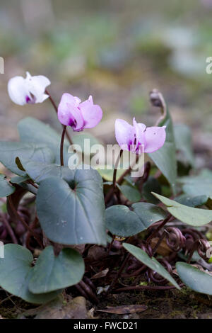 Heart shaped cyclamen leaves, growing on a mediterranean forest bed ...
