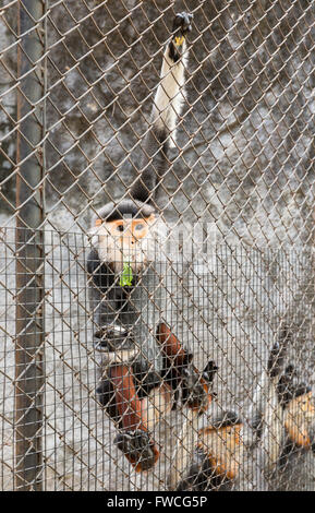 a rare monkey,Red shanked douc Langer Stock Photo - Alamy