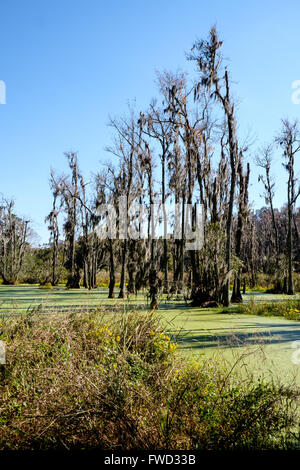 Tupelo trees (Nyssa aquatica) in misty morning on Miller's Lake ...