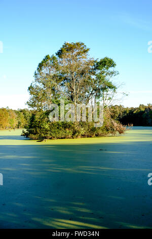 Tupelo trees (Nyssa aquatica) in misty morning on Miller's Lake ...