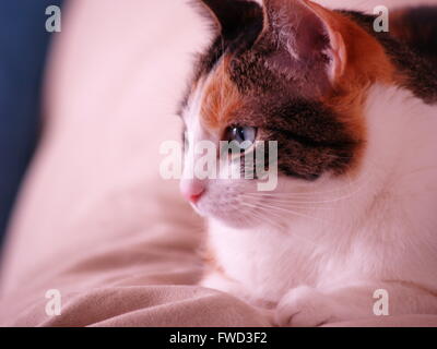A Calico Cat's Colorful Side Profile Stock Photo - Alamy