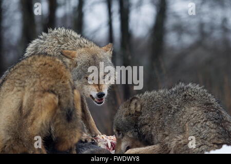 aggressive wolves at their prey in Belarus Stock Photo - Alamy