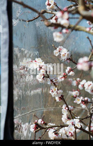 Flowering branch of apricot tree. Early flowering of trees in April ...
