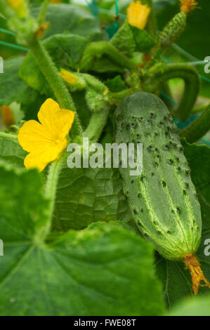 Cucumber with fruit, foliage and flower in a permaculture garden ...