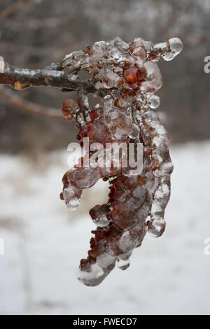 Ice-Storm in March - Cambridge, Ontario Stock Photo - Alamy