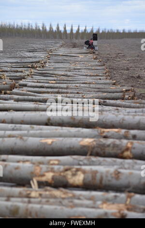 Rows of Albus trees Stock Photo - Alamy