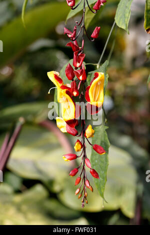 Tropical red and yellow clock vine, Thunbergia mysorensis, growing in ...