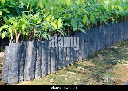 Small rubber tree in nursery Stock Photo - Alamy