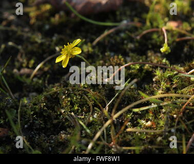 Bog Marshcress (Rorippa palustris) at a beach in Sweden Stock Photo - Alamy