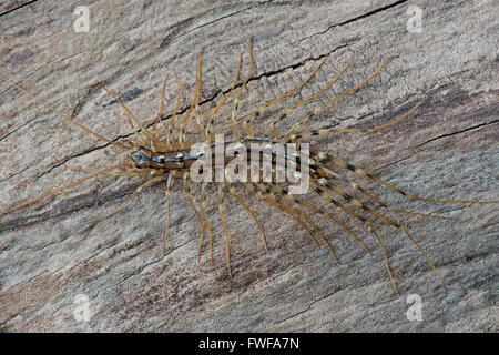 House centipede (Scutigera coleoptrata) - USA Stock Photo - Alamy