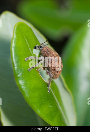 Native Weevil (Catasarcus sp.), Western Australia, Australia Stock ...