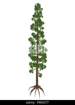 3d illustration of Wollemia nobilis tree isolated on black background ...