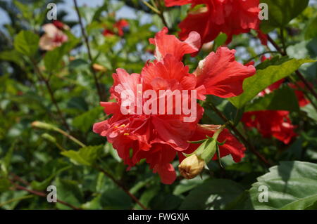Double bloom red hibiscus flower Stock Photo - Alamy