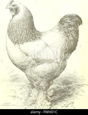 The Asiatics; Brahmas, Cochins and Langshans, all varieties, their ...