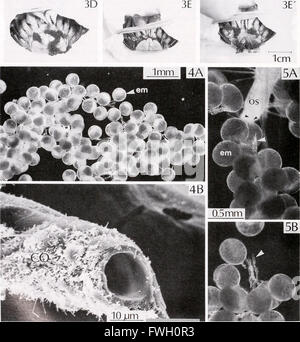'The Biological Bulletin' is a scientific journal presenting research ...