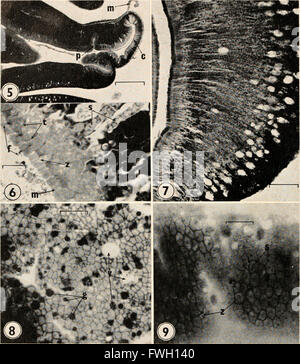 The Biological Bulletin is a scientific journal that publishes research ...