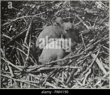 'The Bird; Its Form and Function' (1906) is a scientific work detailing ...