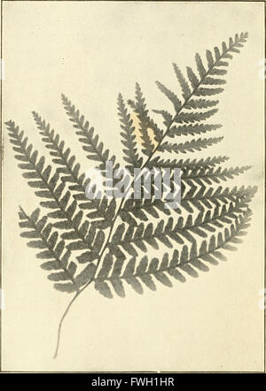 This 1905 book covers the fundamentals of photography, offering ...