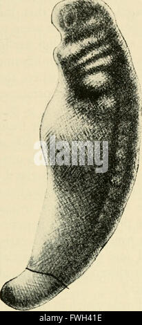 This work discusses the principles of embryology, exploring the ...