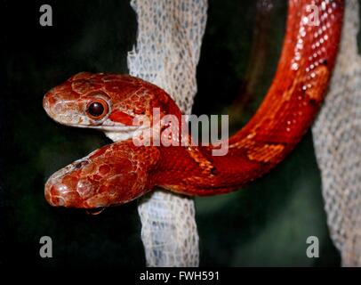 Bicephaly in a extremely rare two-headed North American Red Corn Snake ...