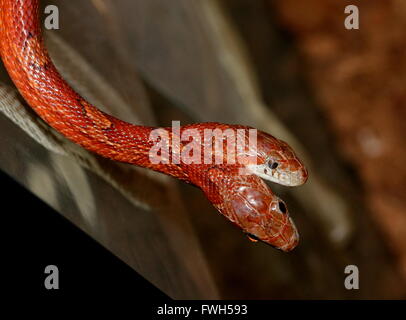 Bicephaly in a extremely rare two-headed North American Red Corn Snake ...