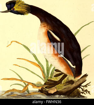 This work provides descriptions of British birds, focusing on rare and ...