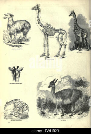 A visual guide from 'The Pictorial Museum of Animated Nature ...