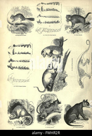 'The Pictorial Museum of Animated Nature' provides a visual guide to ...