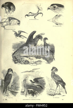 'The Pictorial Museum of Animated Nature' provides a visual guide to ...