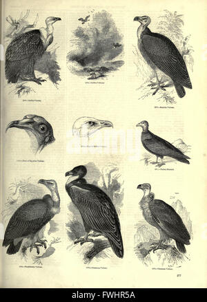 'The Pictorial Museum of Animated Nature' is a visual collection that ...