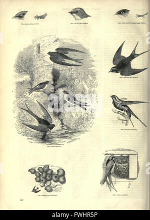 *The Pictorial Museum of Animated Nature* offers a visual guide to ...