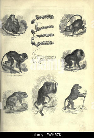 'The Pictorial Museum of Animated Nature' provides a visual guide to ...