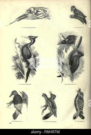 'The Pictorial Museum of Animated Nature' is a visual collection that ...