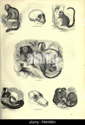 'The Pictorial Museum of Animated Nature' provides a visual guide to ...