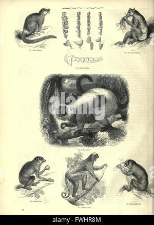 'The Pictorial Museum of Animated Nature' is an illustrated work ...