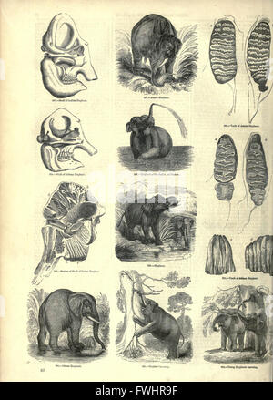 The 'Pictorial Museum of Animated Nature' offers visual depictions of ...