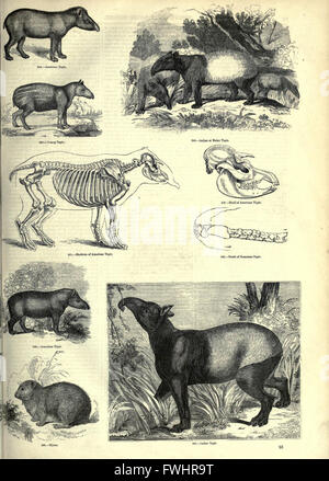 'The Pictorial Museum of Animated Nature' is a visual collection that ...