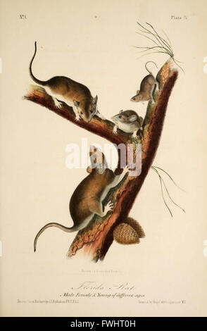'The Quadrupeds of North America' is a detailed study of mammalian ...