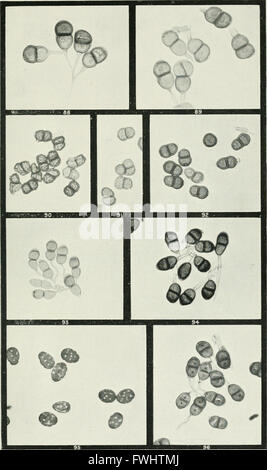A 1906 scientific study on the rust fungi of Australia, detailing their ...