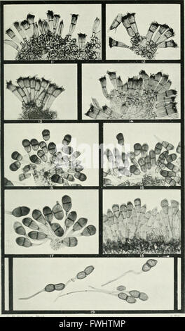 This 1906 work studies the rust fungi of Australia, describing their ...