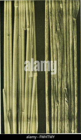 'The Rusts of Australia' (1906) examines the structure, biology, and ...