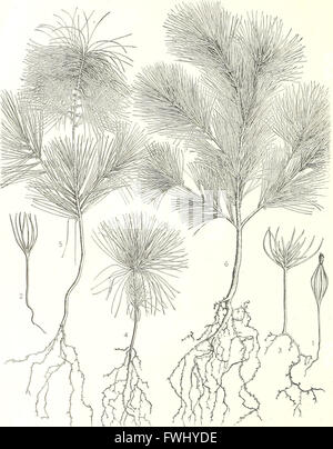 'The White Pine (Pinus strobus Linnaeus)' (1899) is a botanical study ...